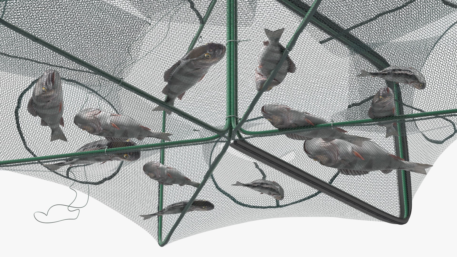 Automatic Pop-Up Fishing Trap And Captured Fish 3D Model - TurboSquid ...