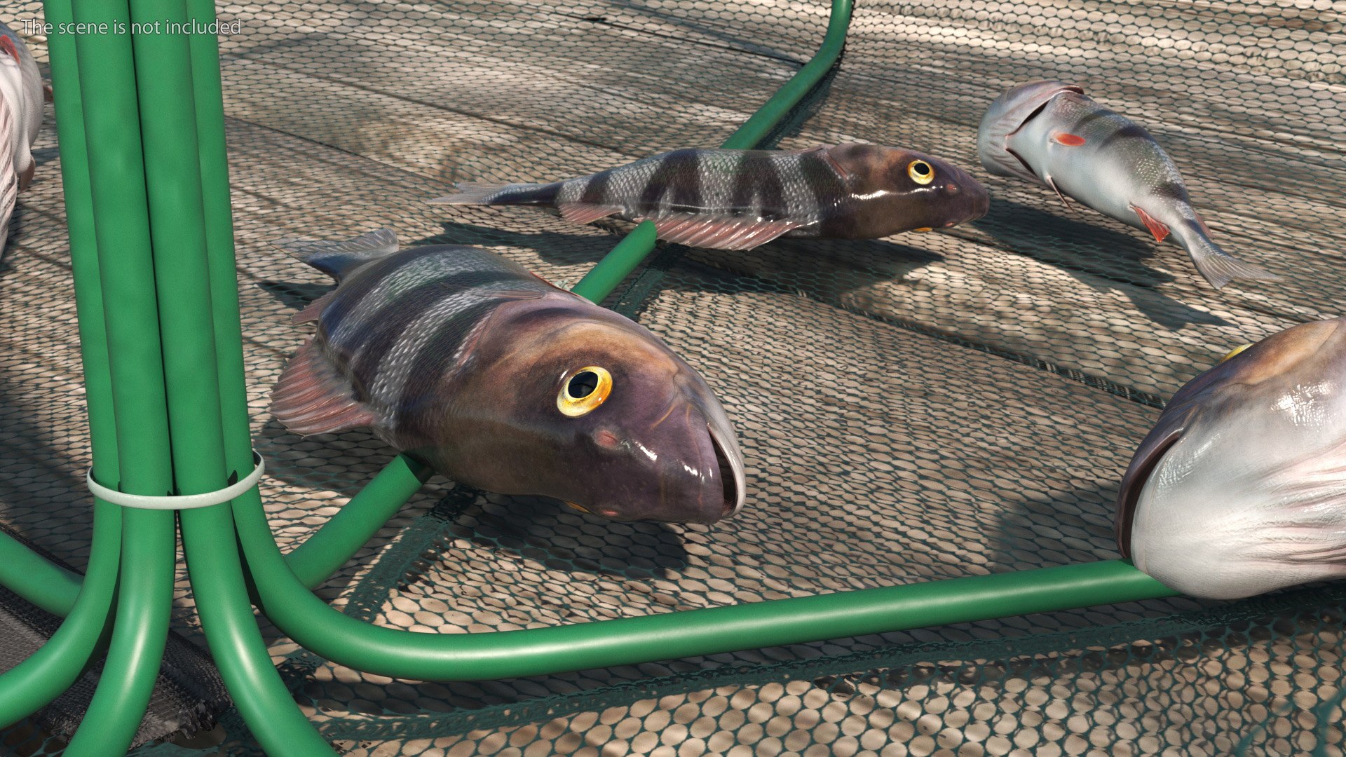 Automatic Pop-Up Fishing Trap And Captured Fish 3D Model - TurboSquid ...