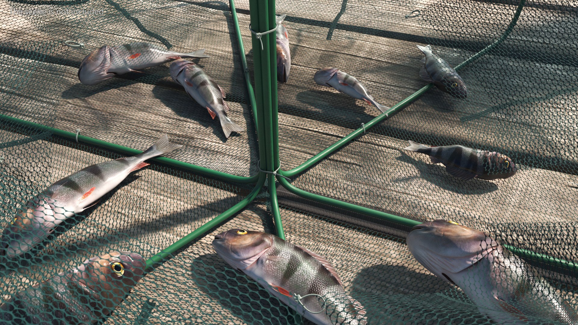 Automatic Pop-Up Fishing Trap And Captured Fish 3D Model - TurboSquid ...