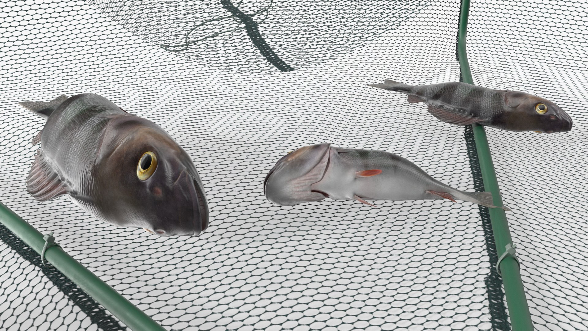 Automatic Pop-Up Fishing Trap And Captured Fish 3D Model - TurboSquid ...