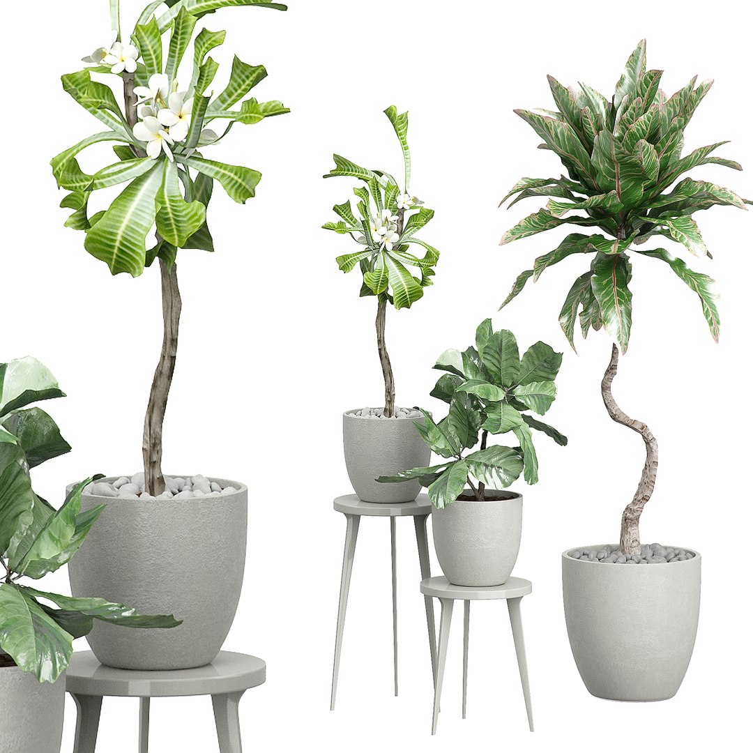 3D flower pack 98 model - TurboSquid 1631556