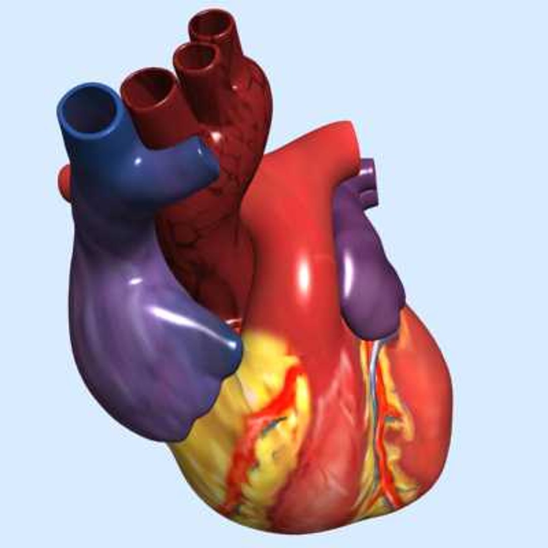 Human Heart Exterior 3d Model