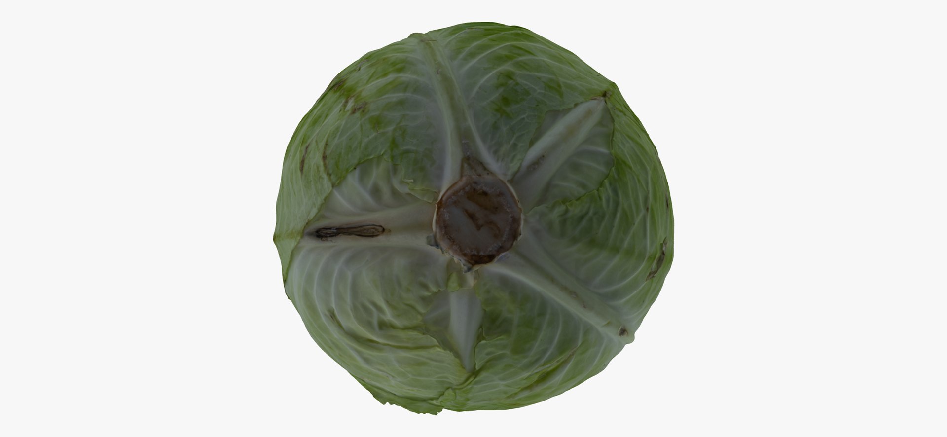 3D Cabbages Collection 01 - 2 Models RAW Scans - TurboSquid 1877837