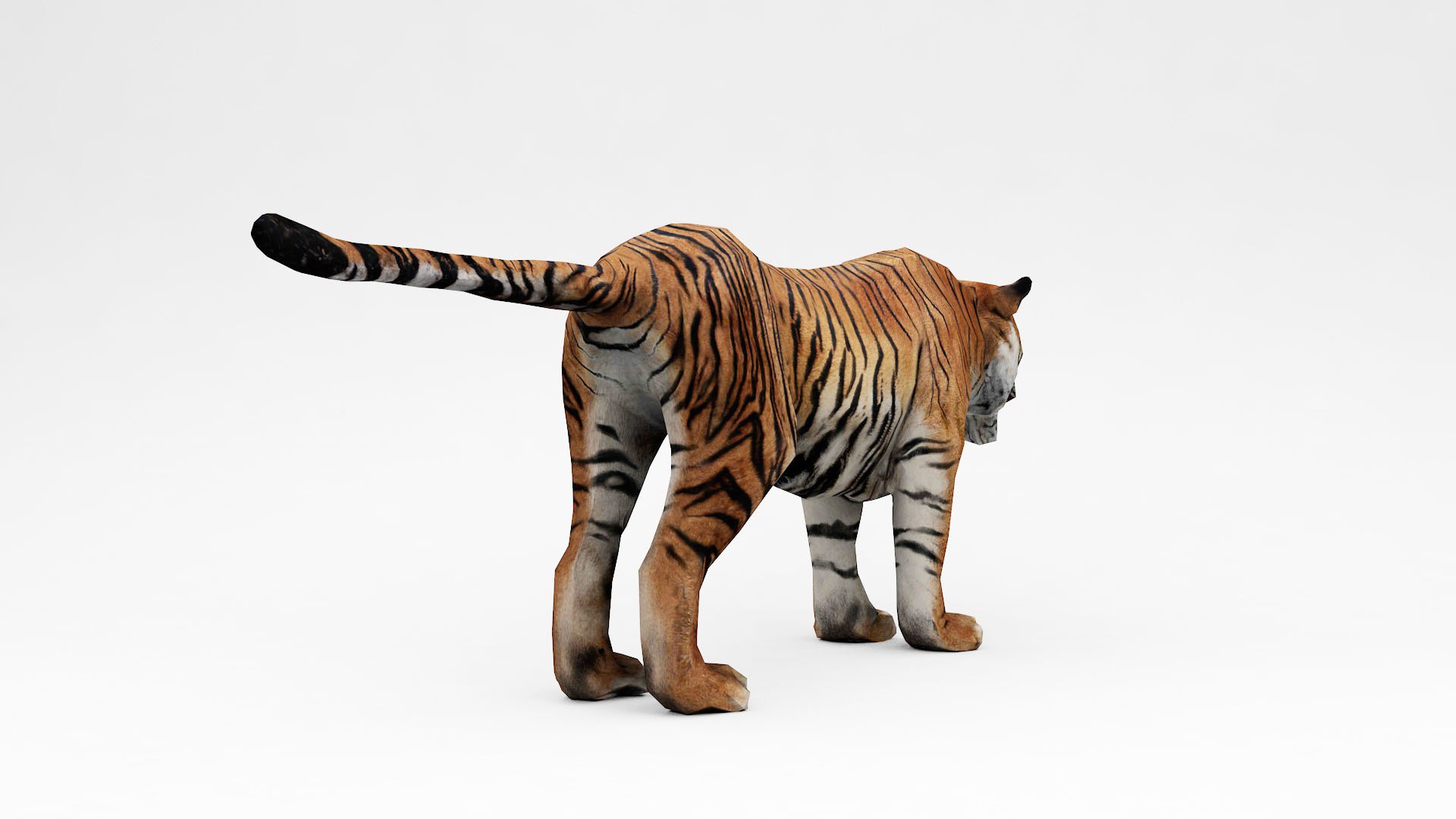 Tiger Low Poly 3D Model - TurboSquid 2034431