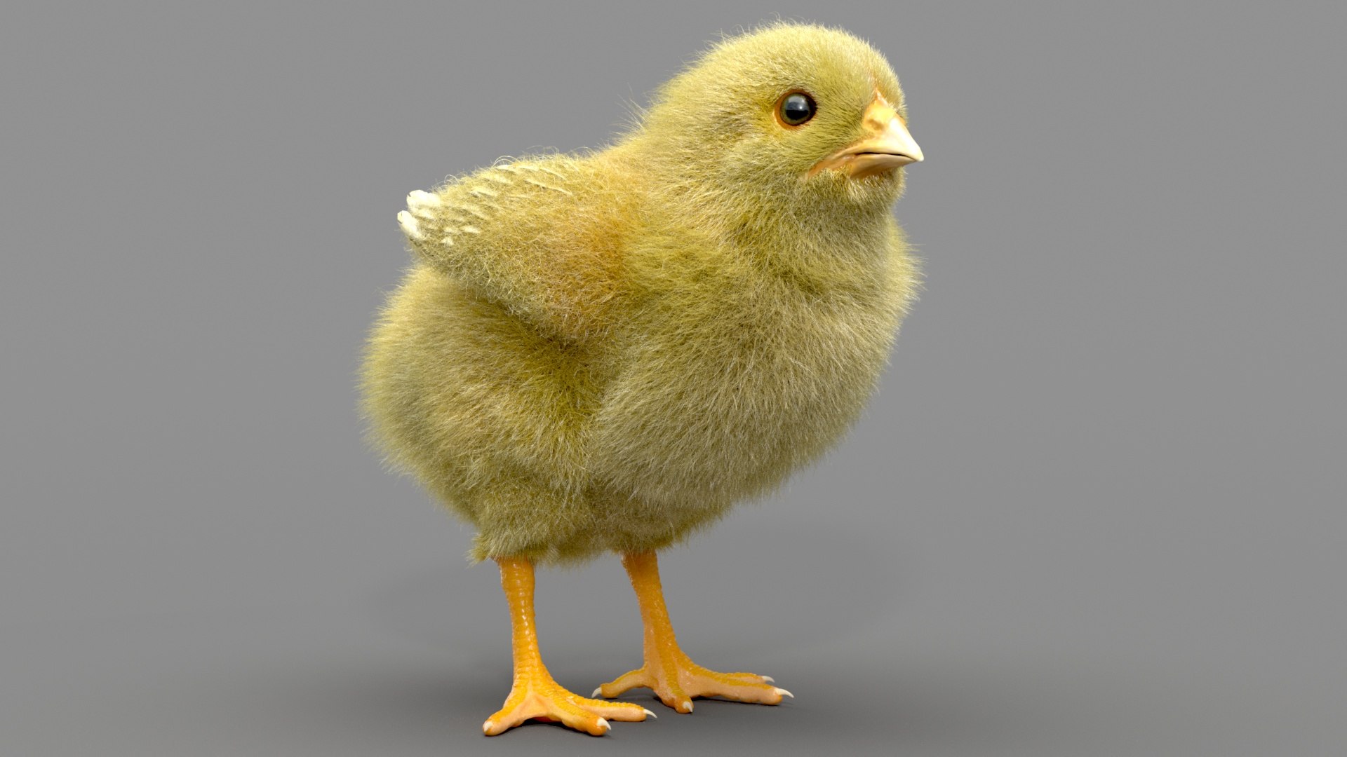 3D Chicken Realistic Ornatrix Model - TurboSquid 1532183