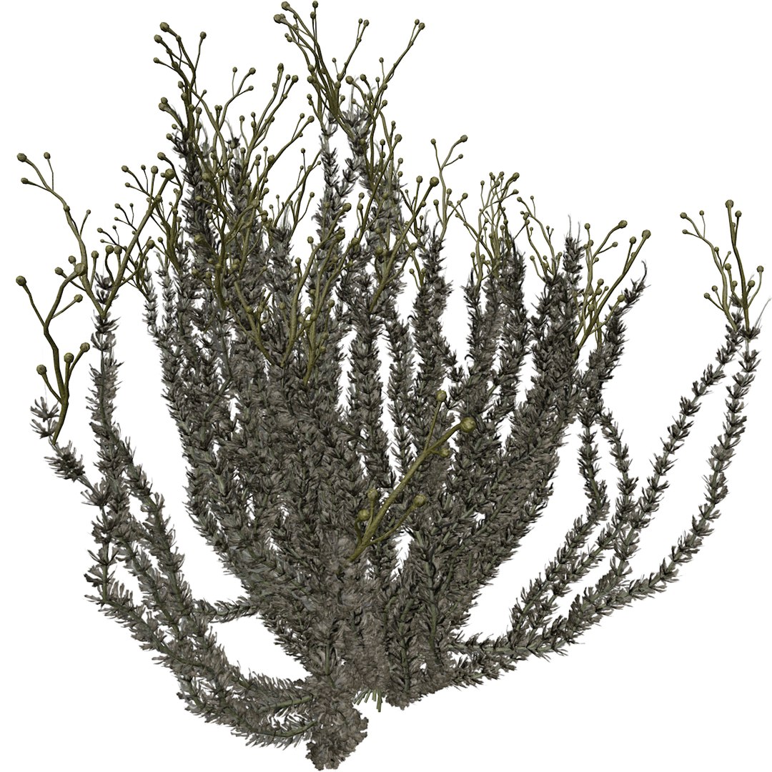 Sagebrush Bushes Plant Collection 3D Model - TurboSquid 2378487