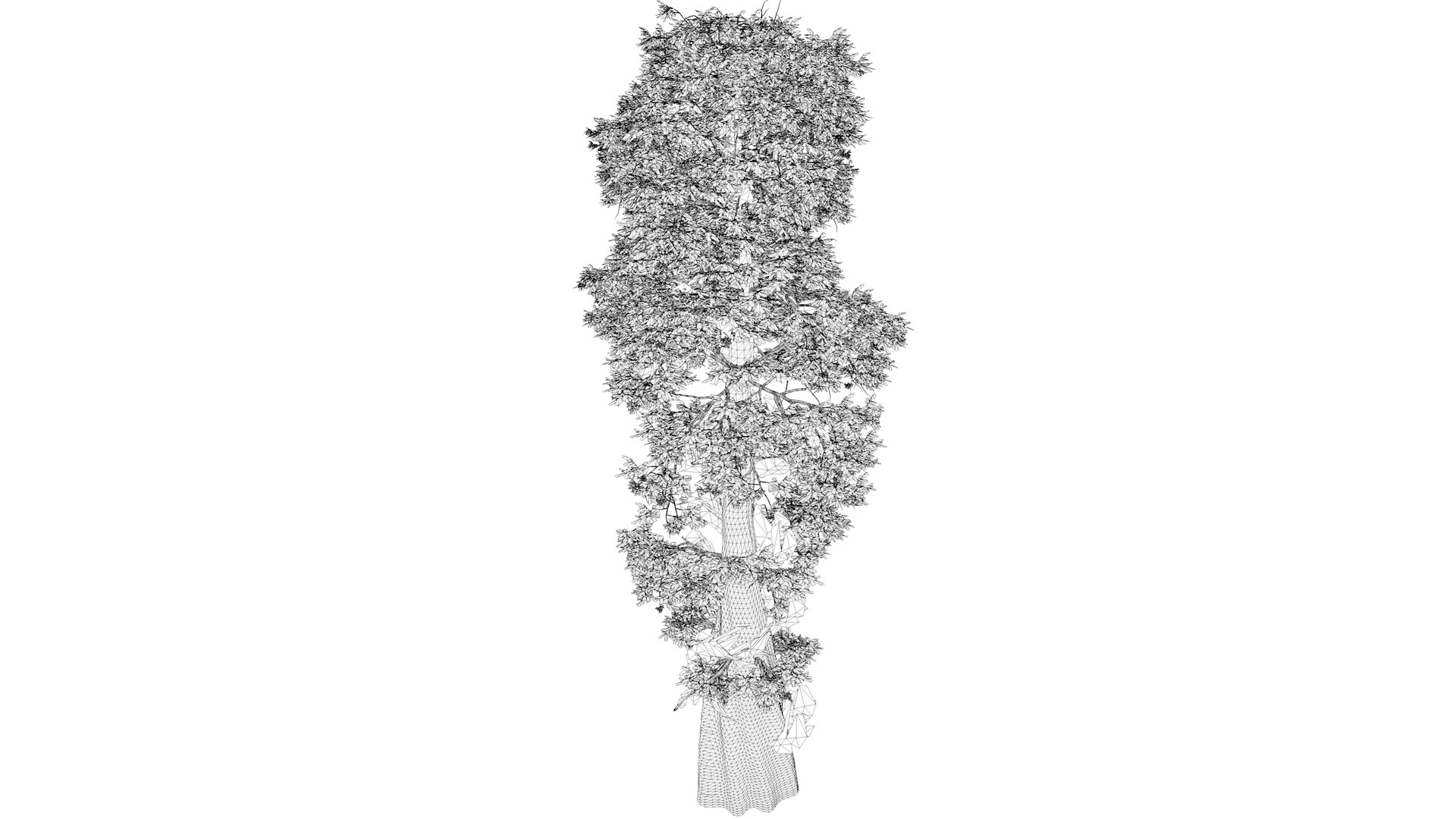 3D Bald Cypress Tree - 05 - Model - TurboSquid 2369927