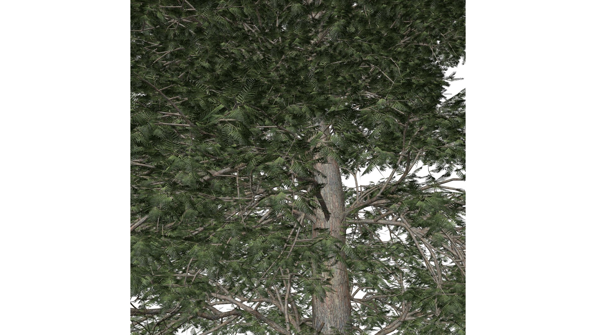 3D Bald Cypress Tree - 05 - Model - TurboSquid 2369927