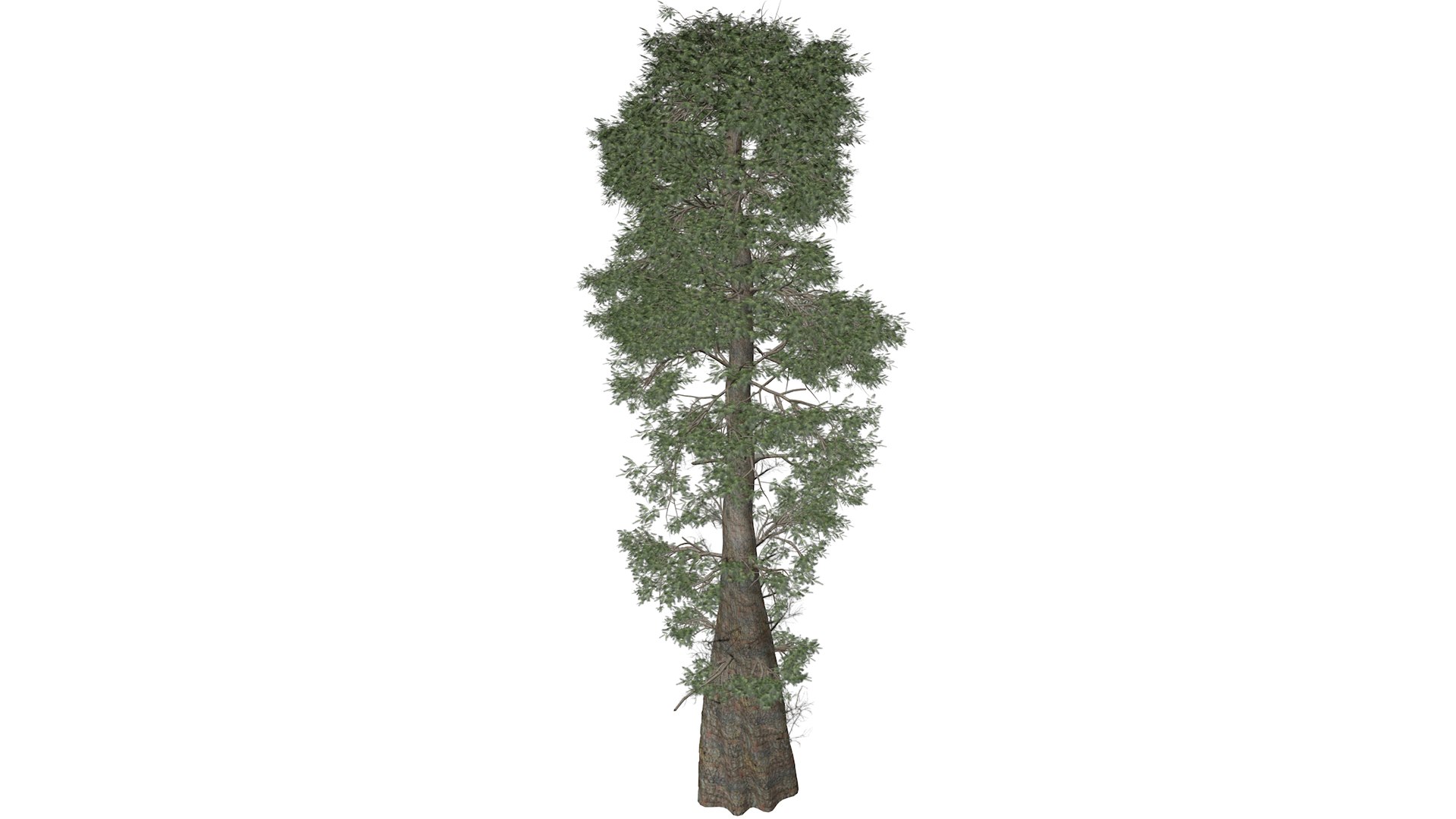 3D Bald Cypress Tree - 05 - Model - TurboSquid 2369927