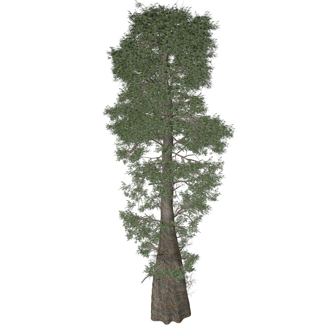3D Bald Cypress Tree - 05 - Model - TurboSquid 2369927