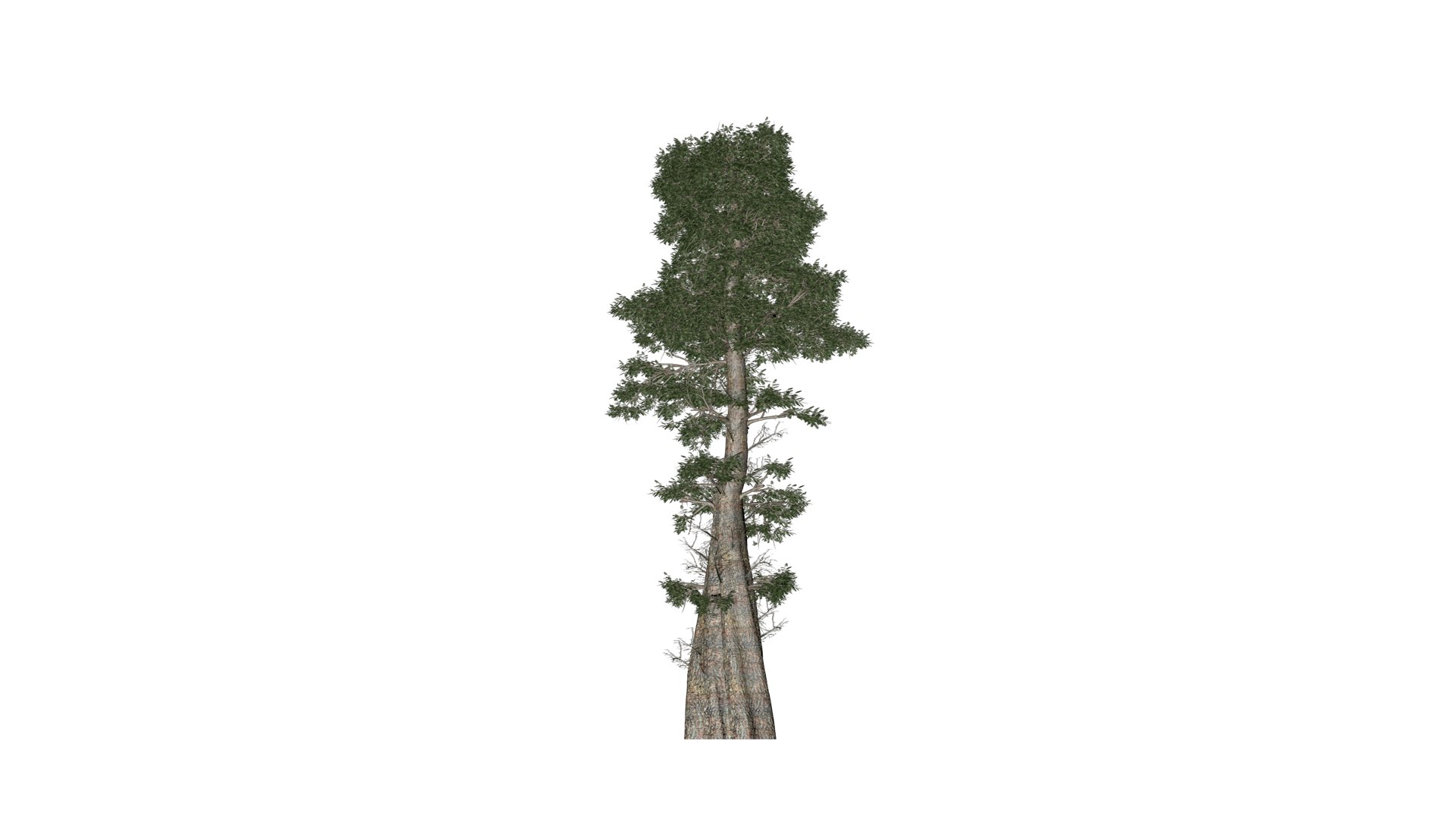 3D Bald Cypress Tree - 05 - Model - TurboSquid 2369927