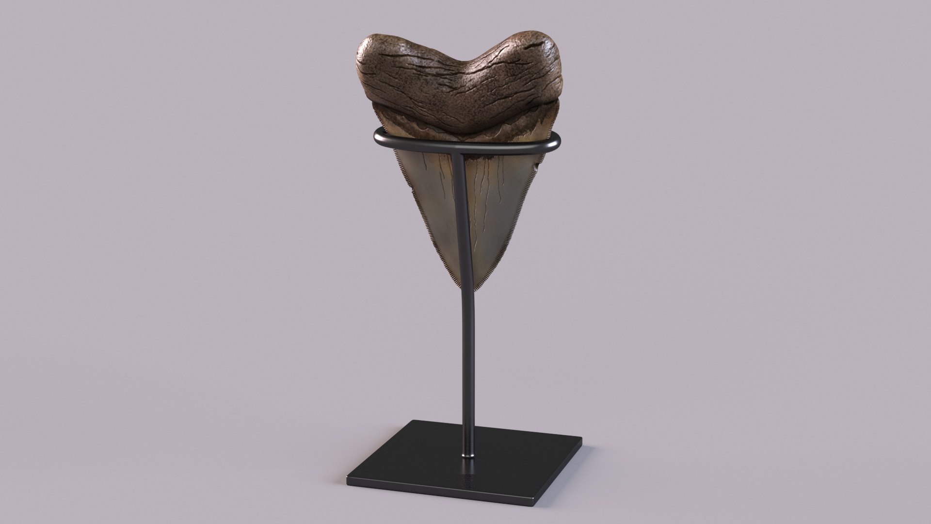 3D Megalodon Tooth With Three Stands And Wall Mount Model - TurboSquid ...