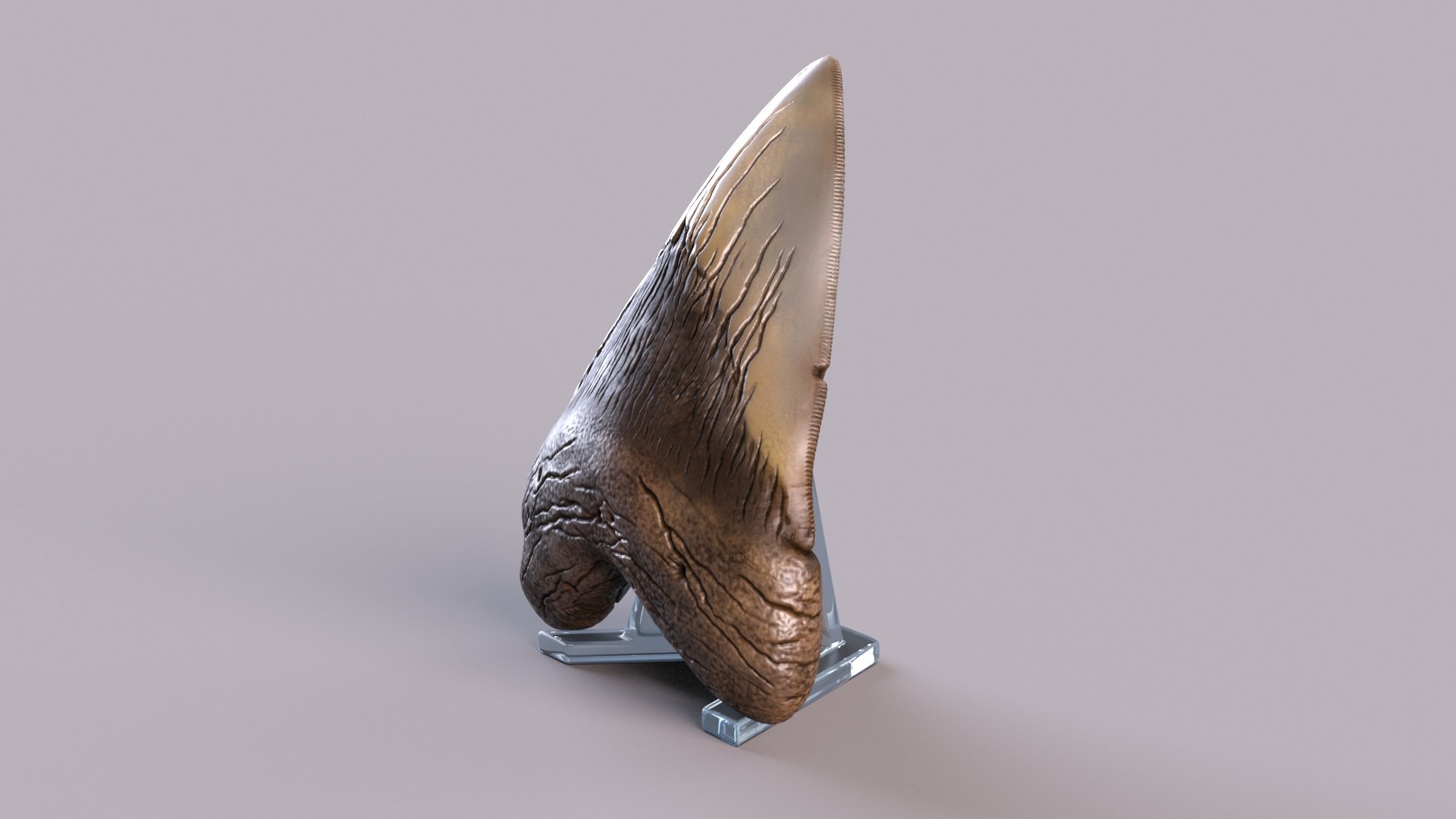 3D Megalodon Tooth With Three Stands And Wall Mount Model - TurboSquid ...