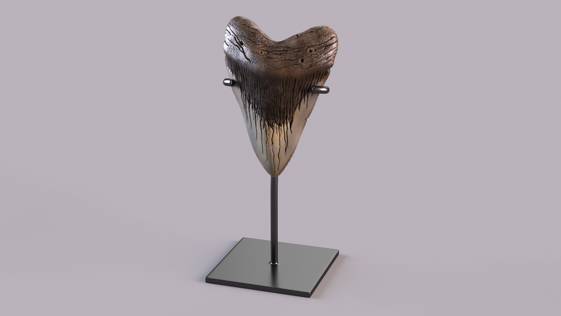 3D Megalodon Tooth With Three Stands And Wall Mount Model - TurboSquid ...