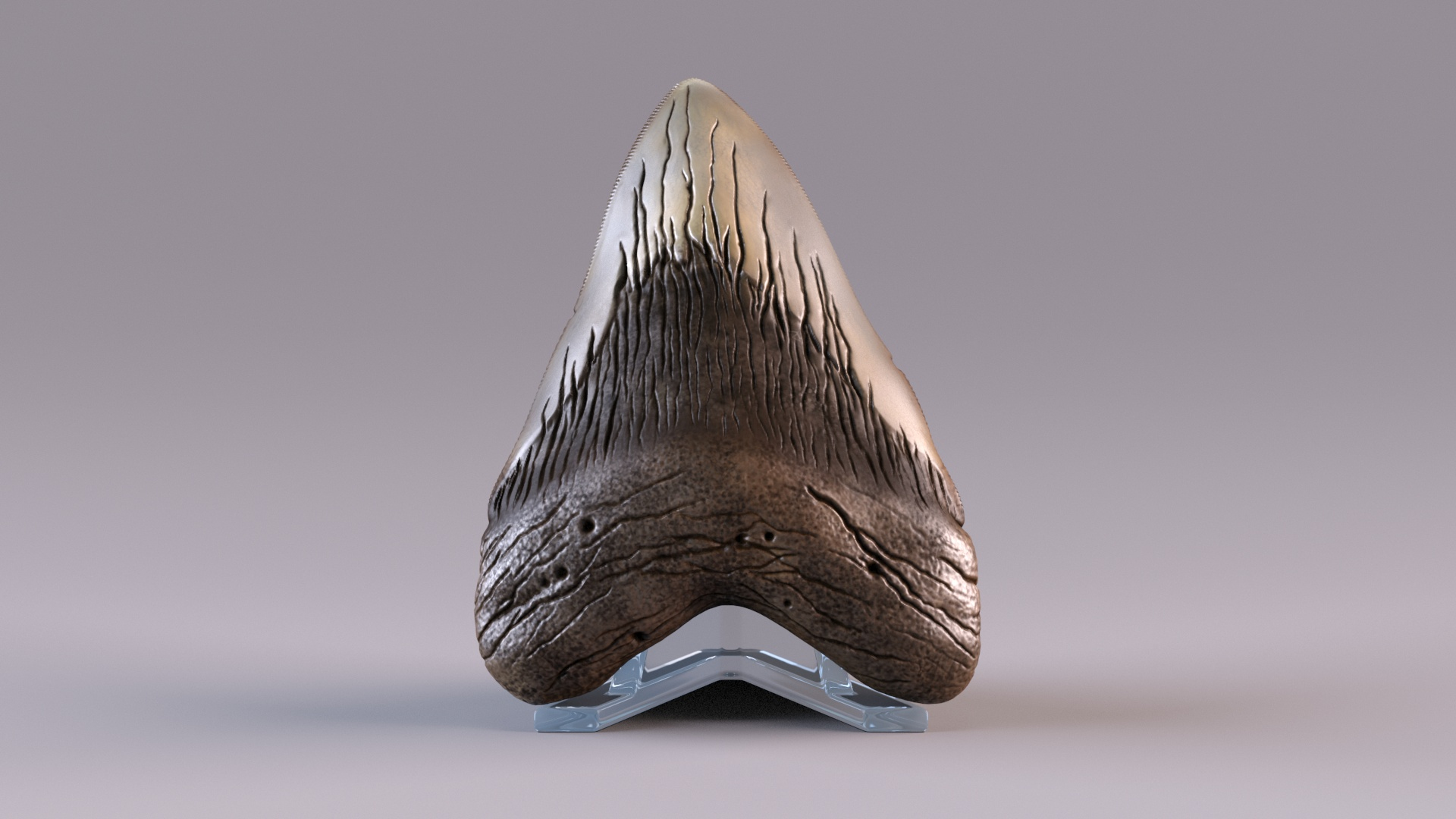 3D Megalodon Tooth With Three Stands And Wall Mount Model - TurboSquid ...