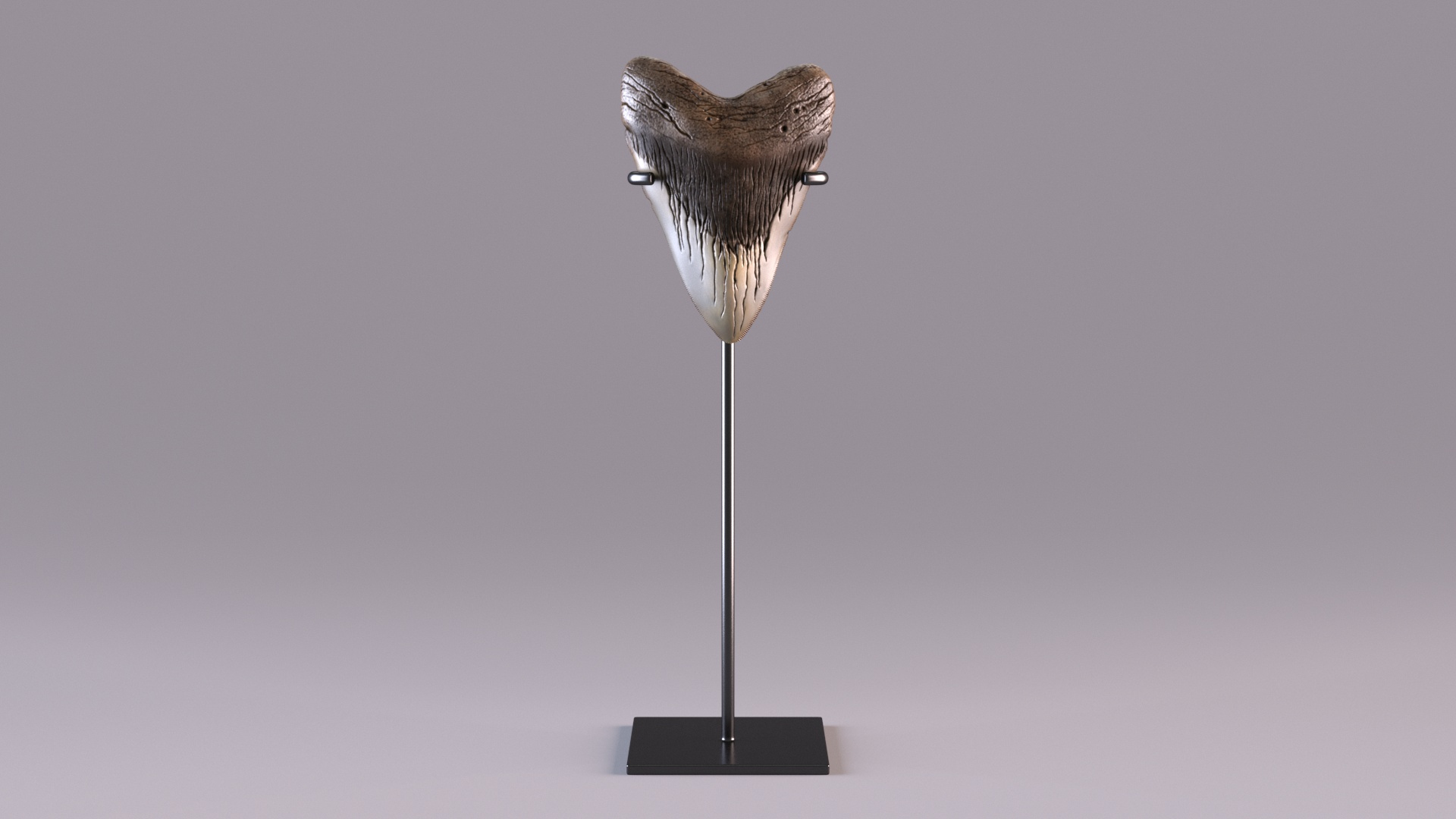 3D Megalodon Tooth With Three Stands And Wall Mount Model - TurboSquid ...
