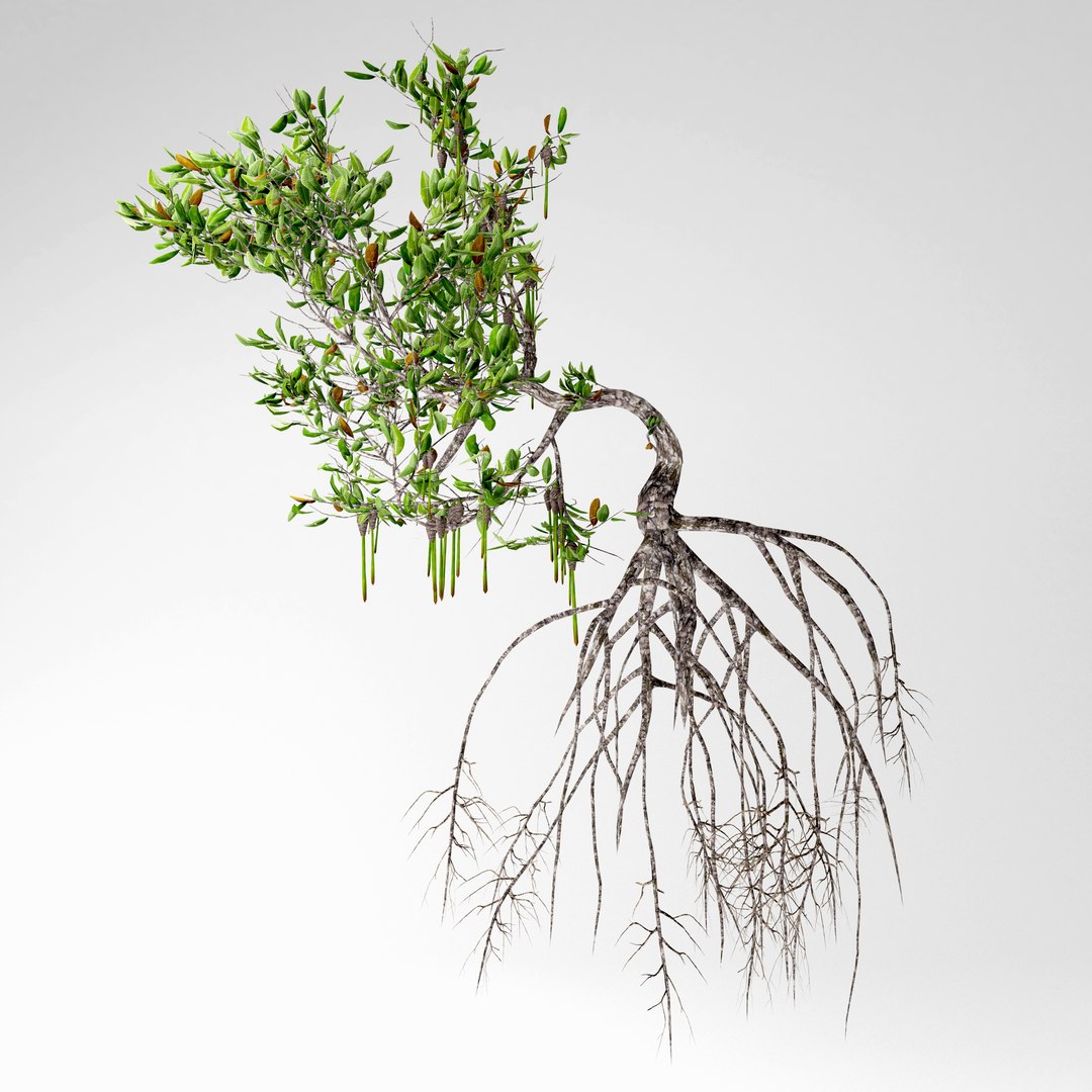 3D Mangrove Trees Model - TurboSquid 1518040