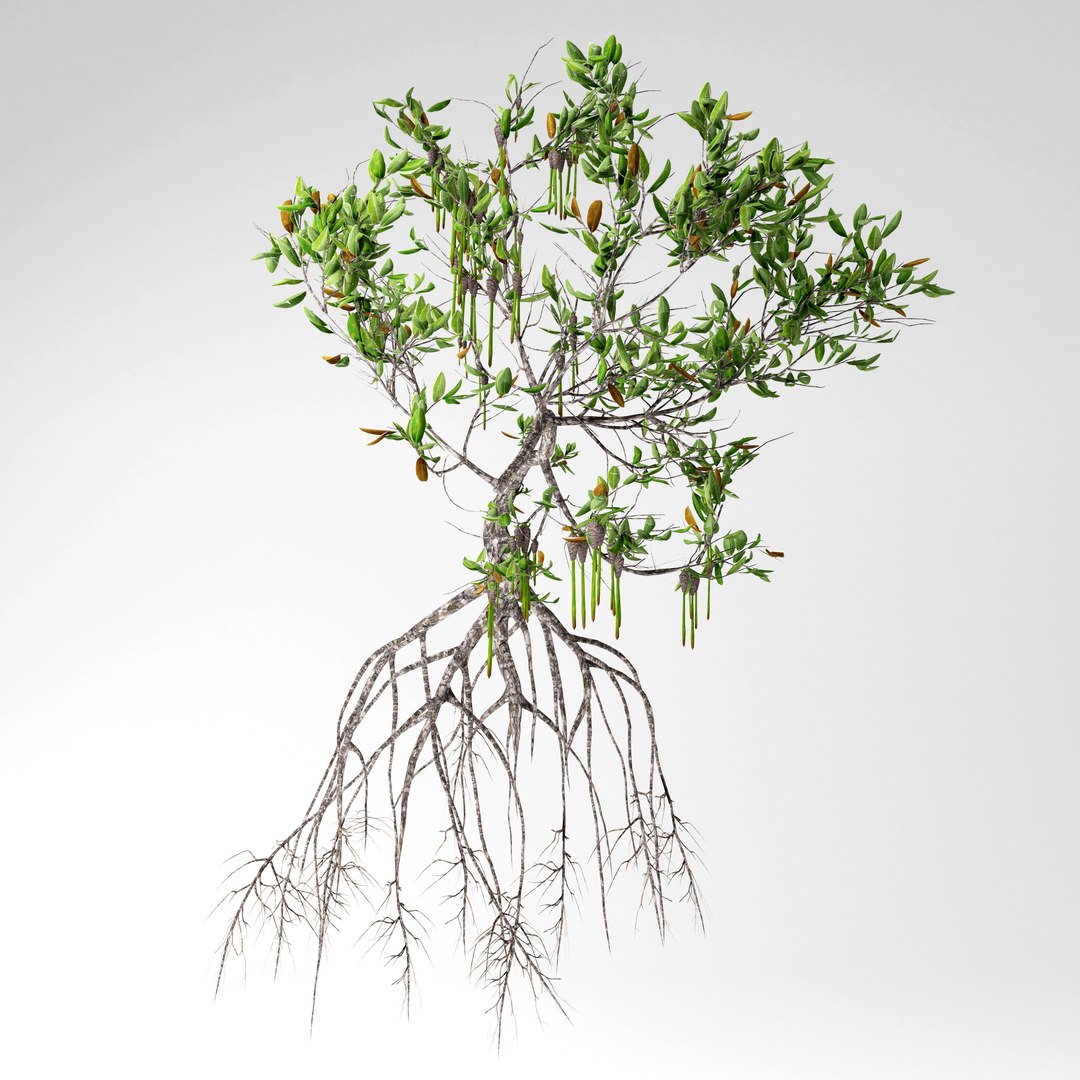 3D Mangrove Trees Model - TurboSquid 1518040