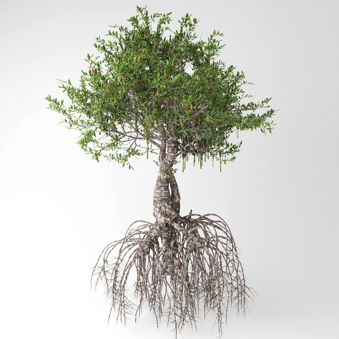 3D mangrove trees model - TurboSquid 1518040