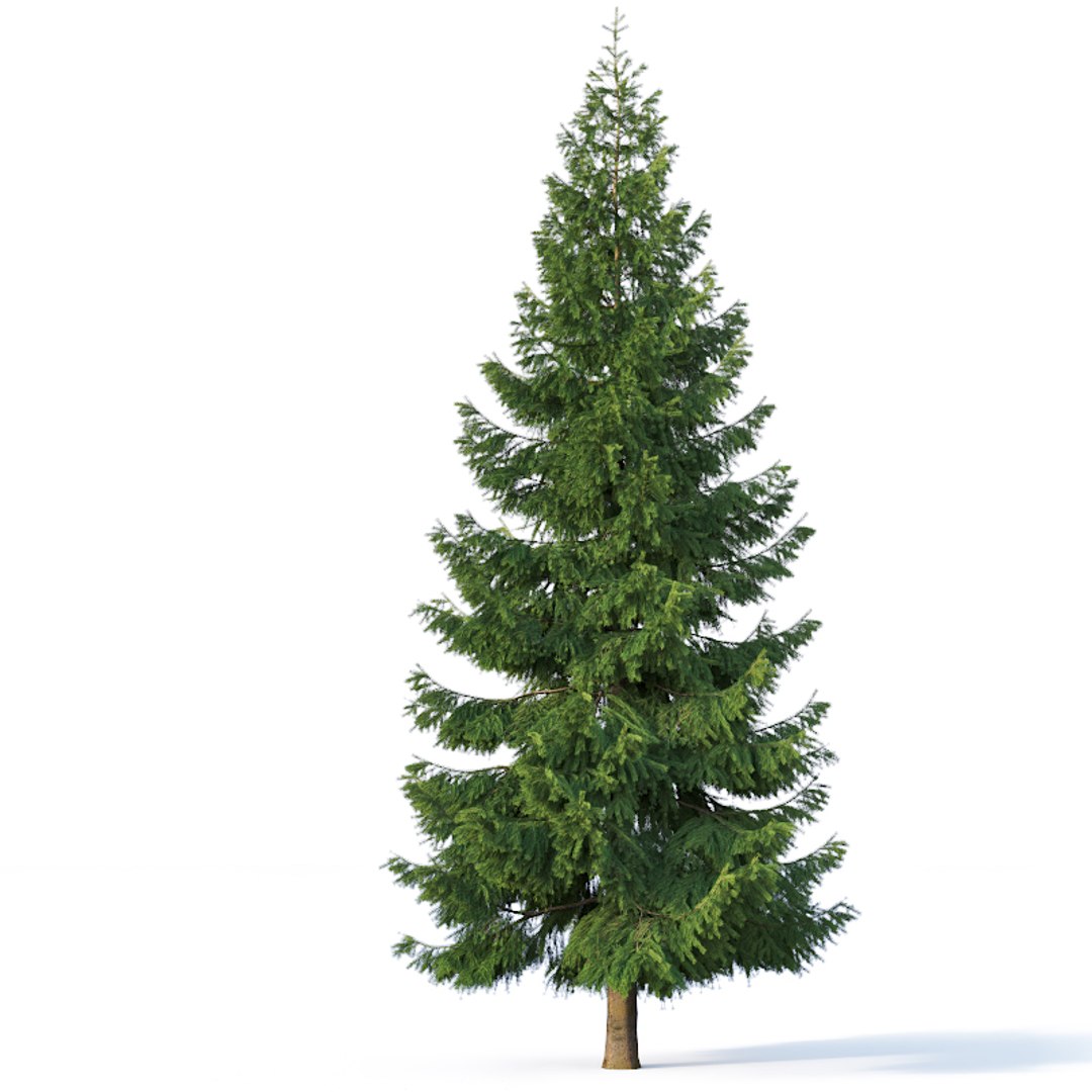 3D fir trees - TurboSquid 1376601