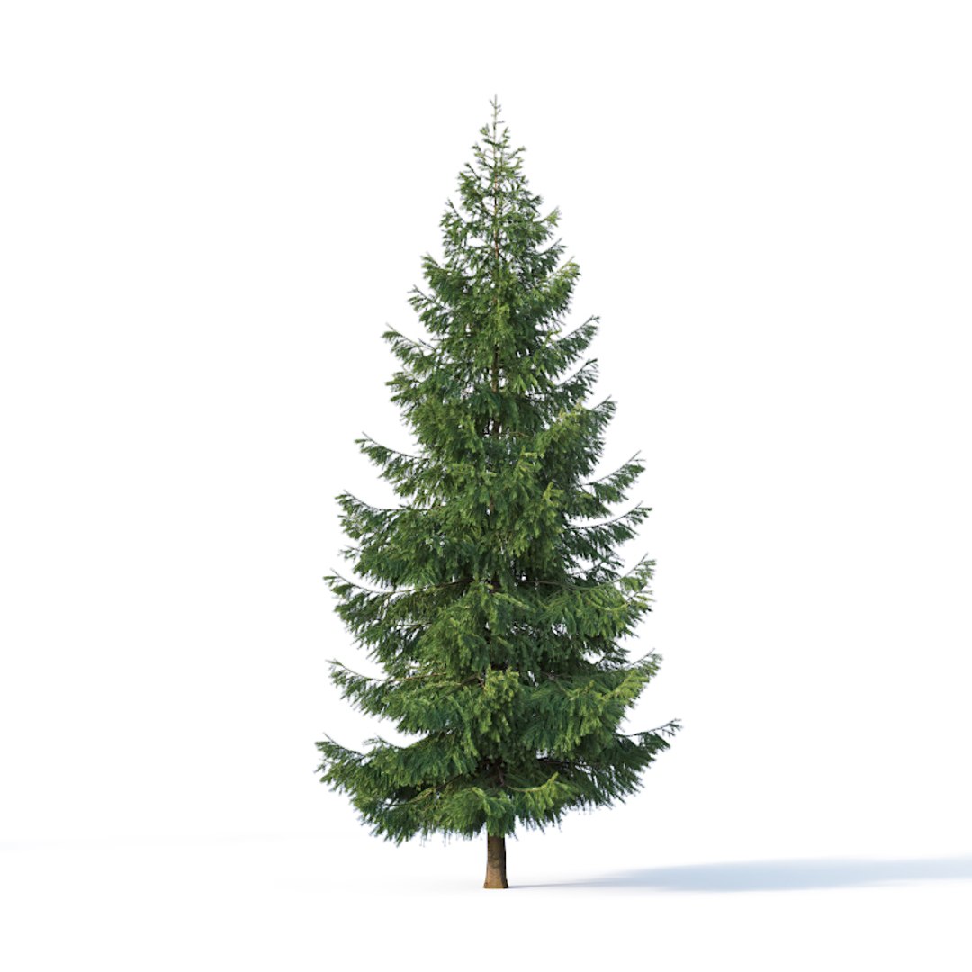 3D fir trees - TurboSquid 1376601