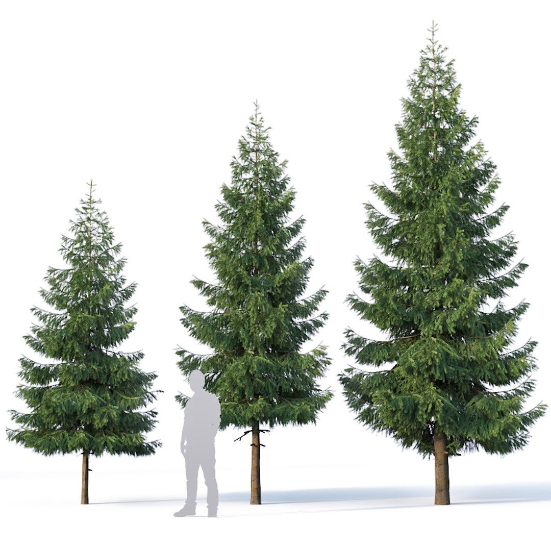 3D fir trees - TurboSquid 1376601