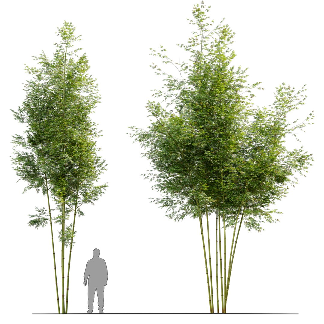 3D Model Four Bamboo Tree - TurboSquid 1949187