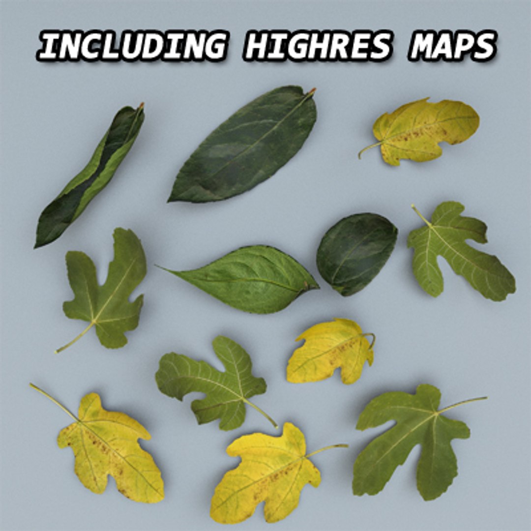 resolution leaves 3d model