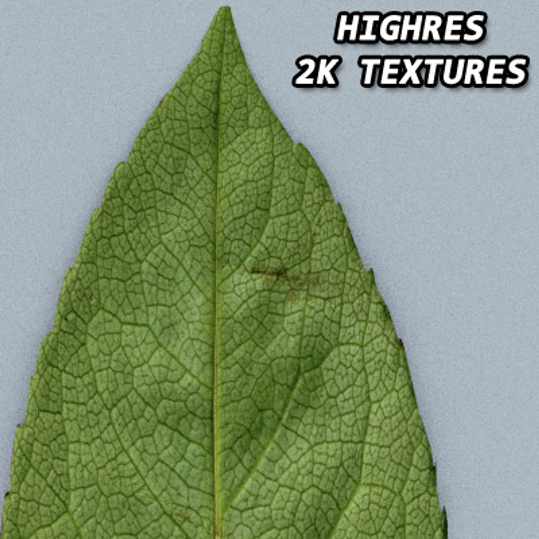 Resolution Leaves 3d Model