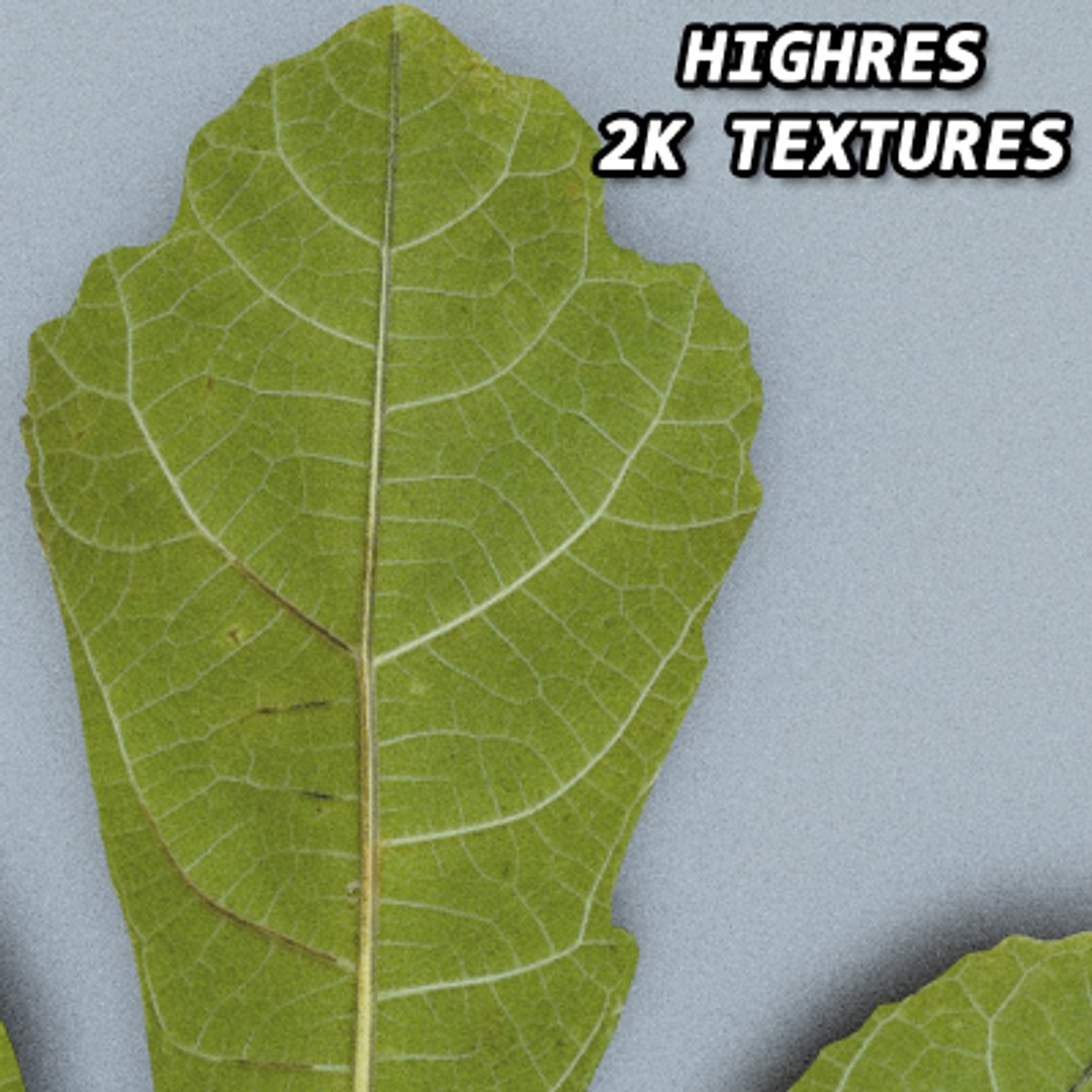 Resolution Leaves 3d Model