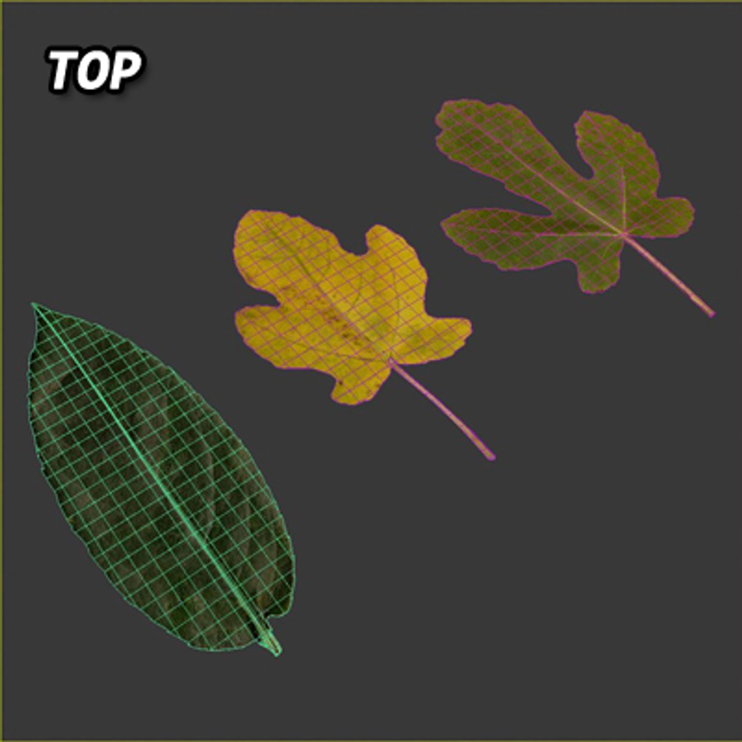 Resolution Leaves 3d Model