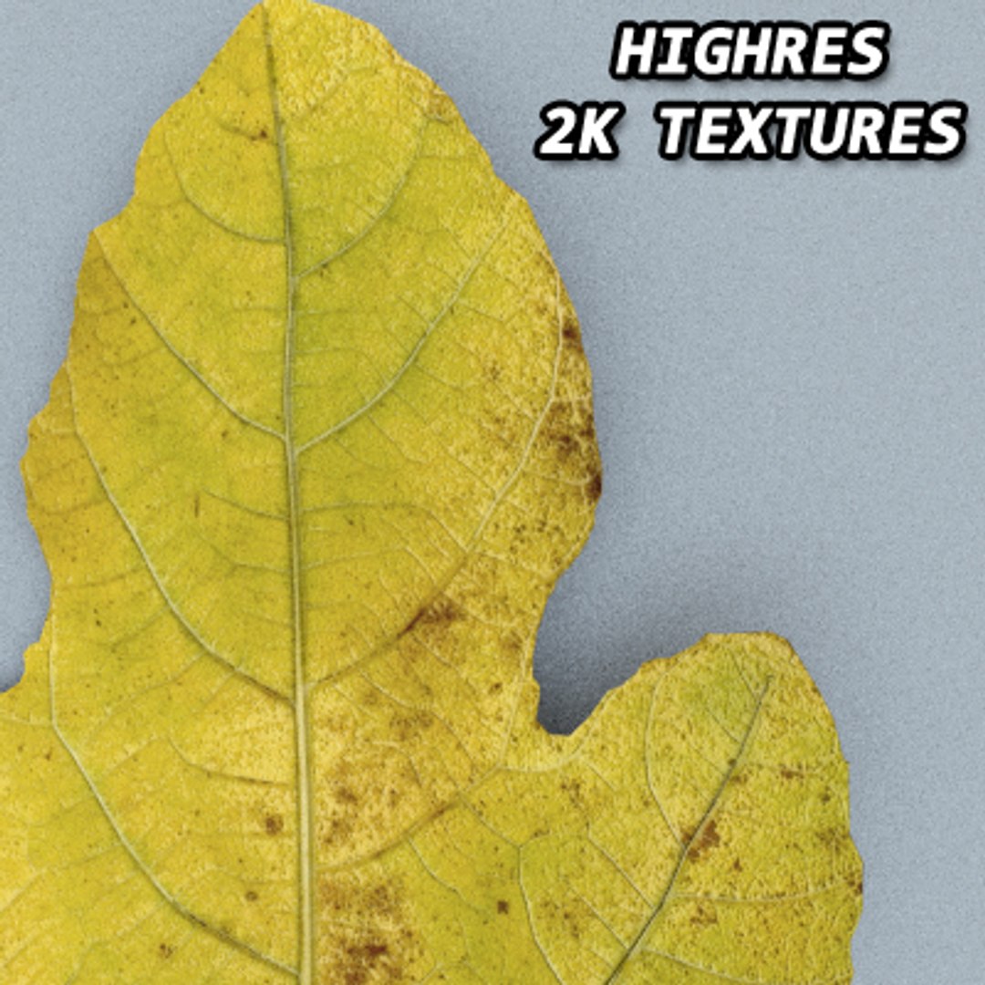 Resolution Leaves 3d Model