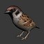 Sparrow 3d Model