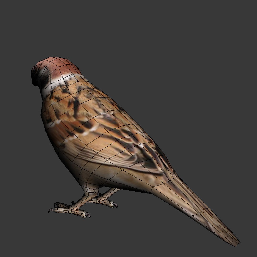 Sparrow 3d Model