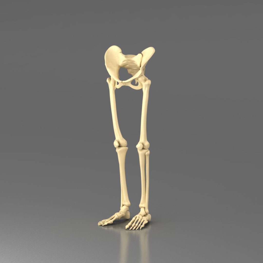 3d Anatomy Medical