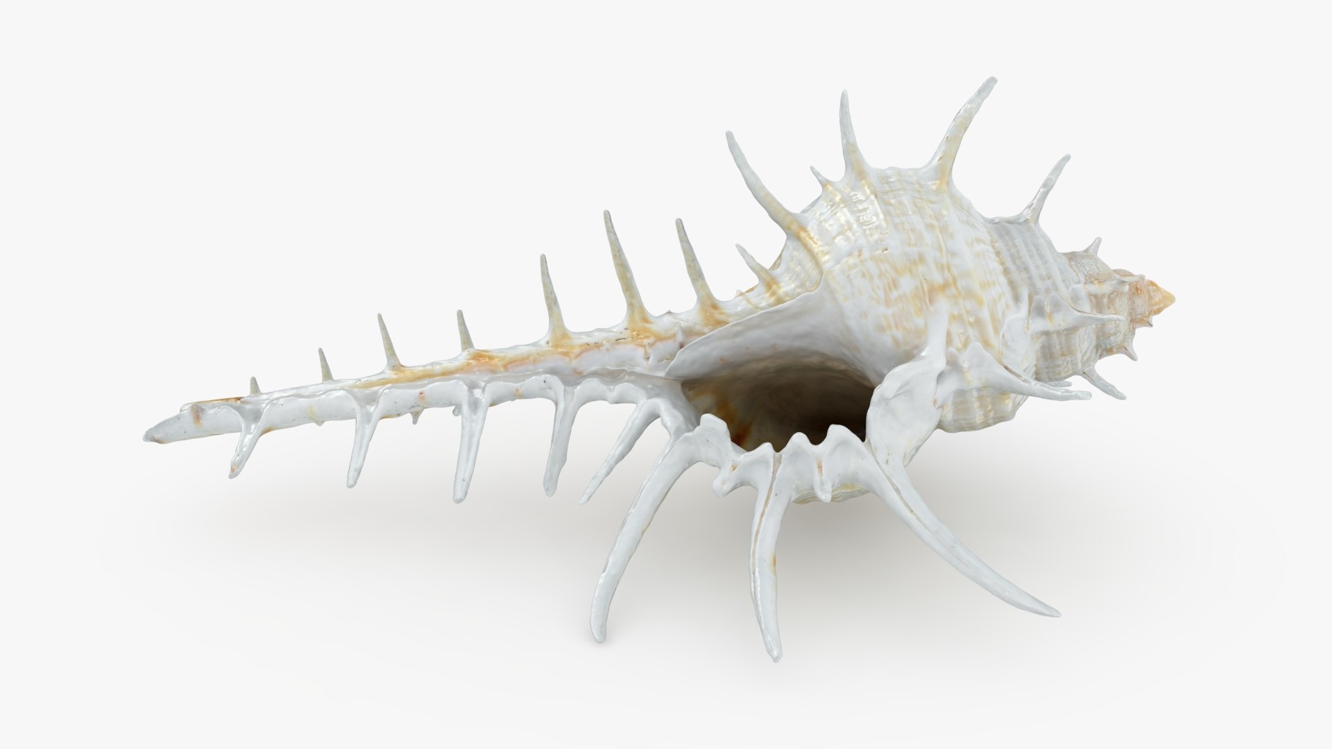 Murex Ternispina Pose 2 3D Model - TurboSquid 2375738