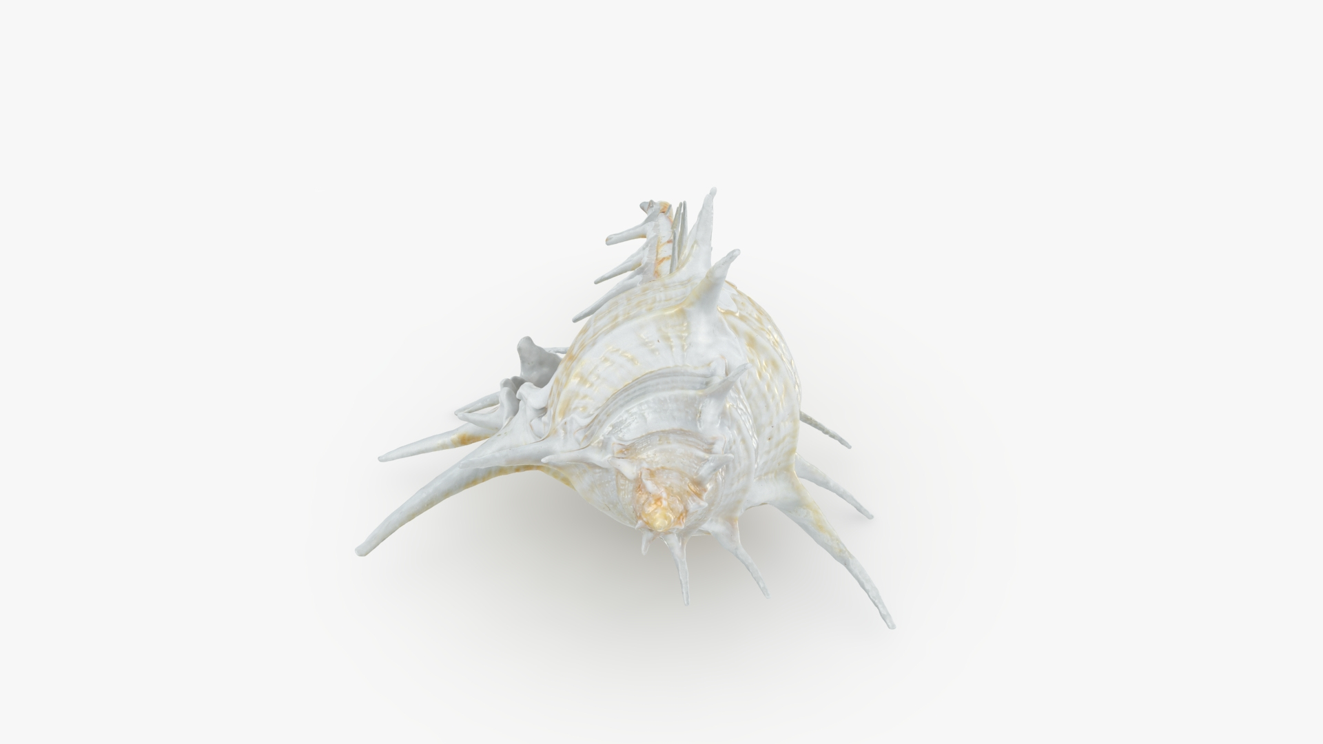 Murex Ternispina Pose 2 3D Model - TurboSquid 2375738