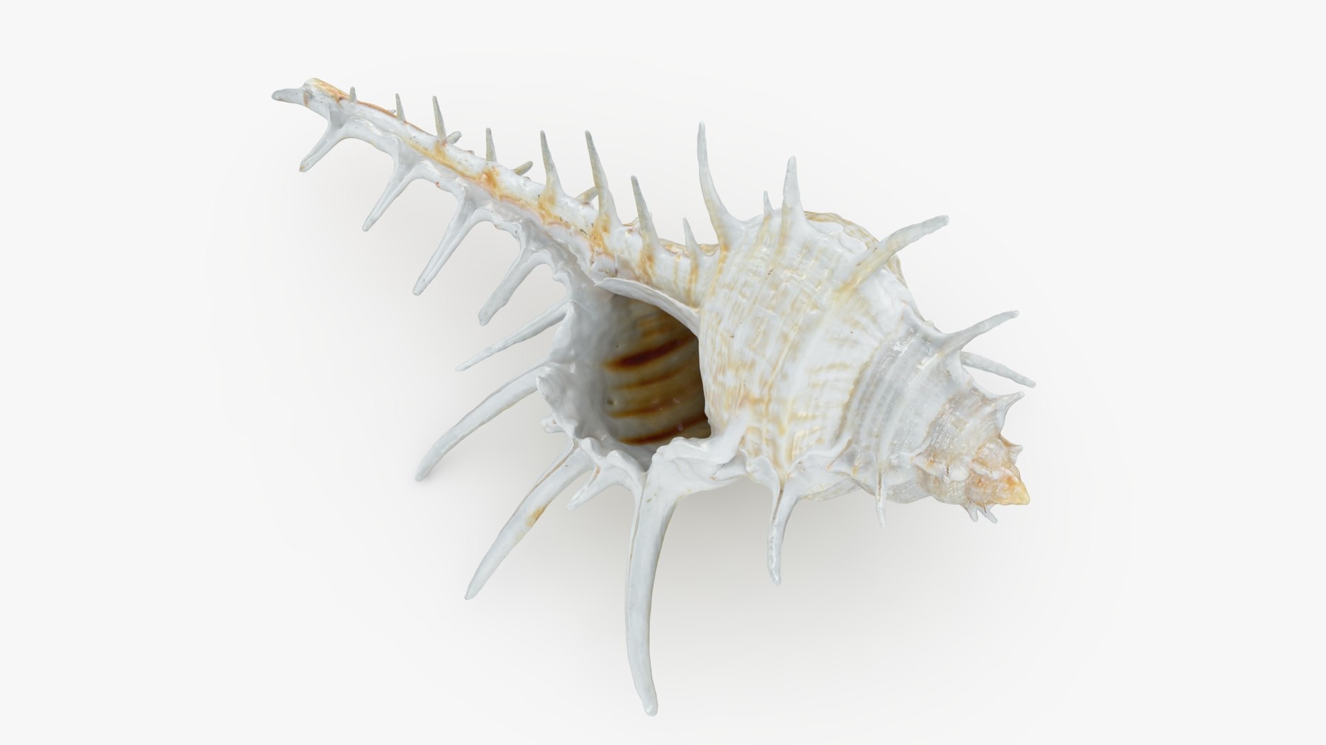 Murex Ternispina Pose 2 3D Model - TurboSquid 2375738