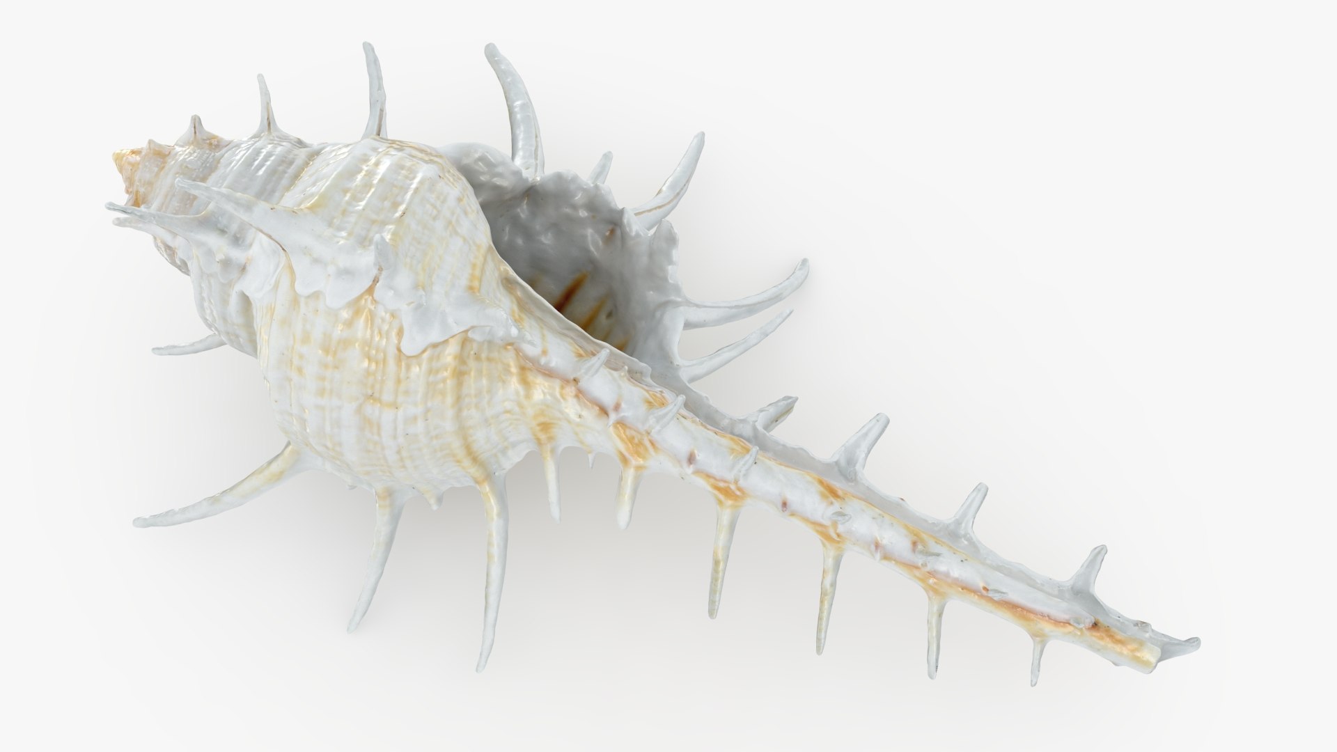 Murex Ternispina Pose 2 3D Model - TurboSquid 2375738