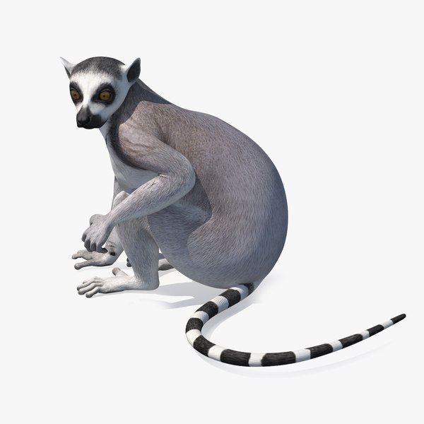 modelo 3d Lemur preparado para Cinema 4D - TurboSquid 2209175