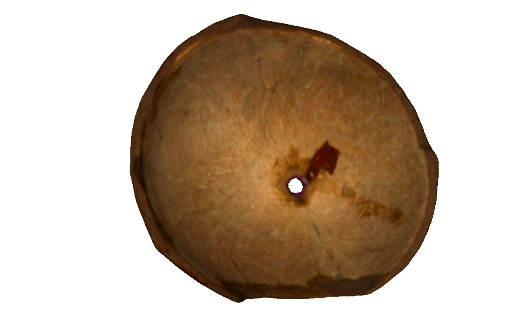 Coconut Shell 3D - TurboSquid 1627748