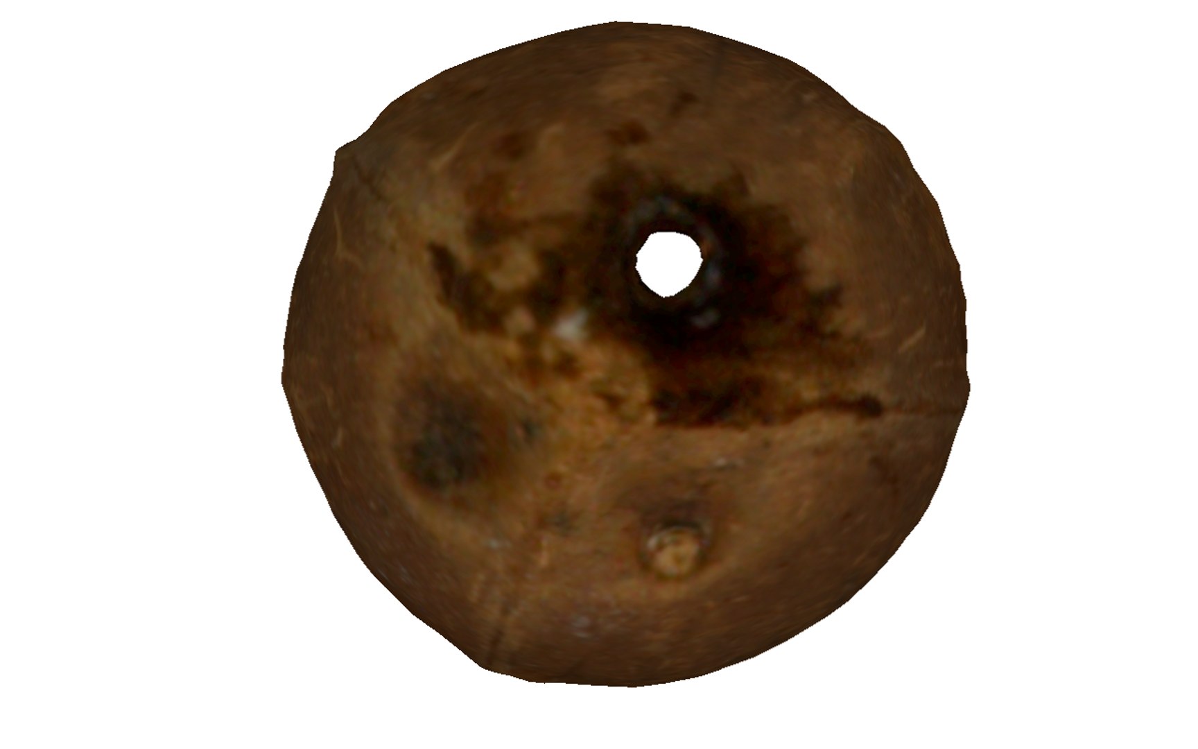 Coconut Shell 3D - TurboSquid 1627748