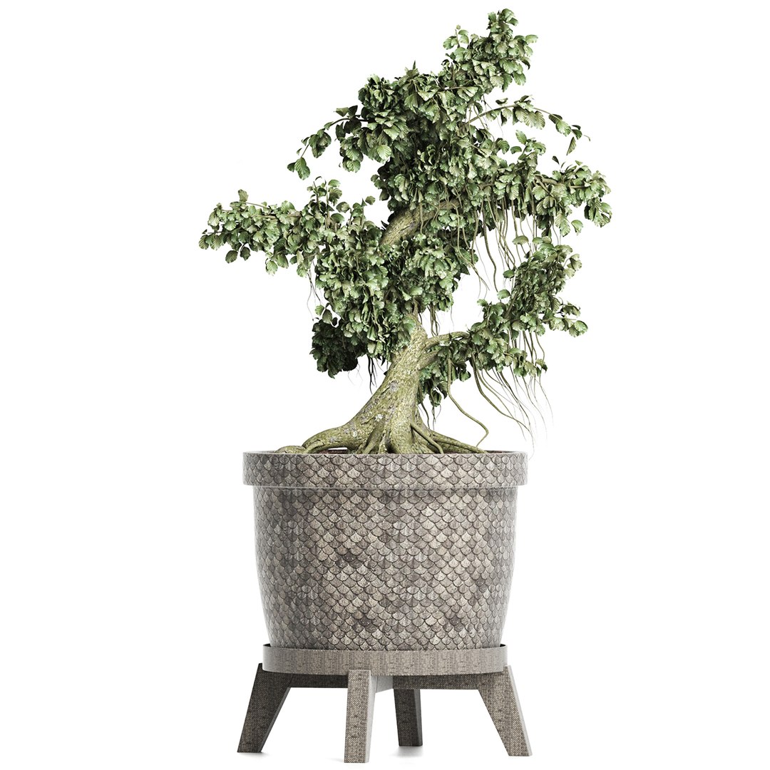 3D Model Mini Bonsai Plant Tree - TurboSquid 1685050