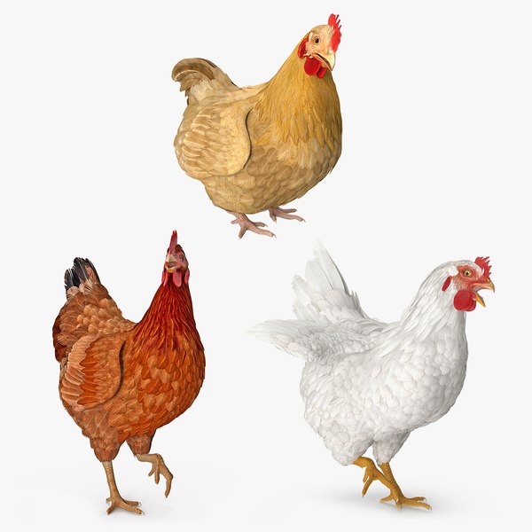 3d chicken sketchup
