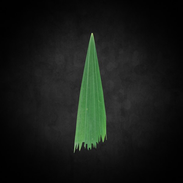 Low Poly Leaf 061 3D - TurboSquid 1852440