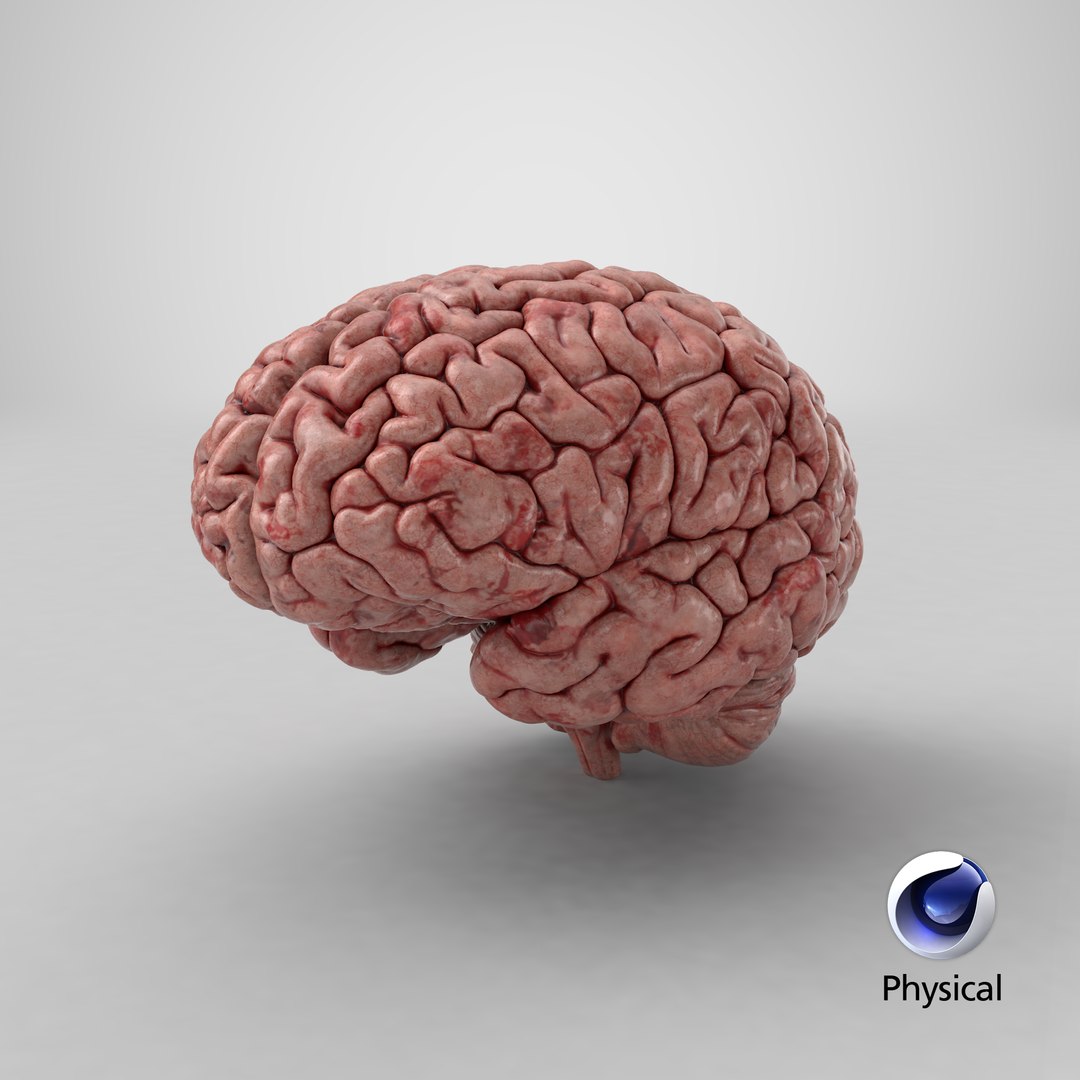 3D model human brain - TurboSquid 1339425
