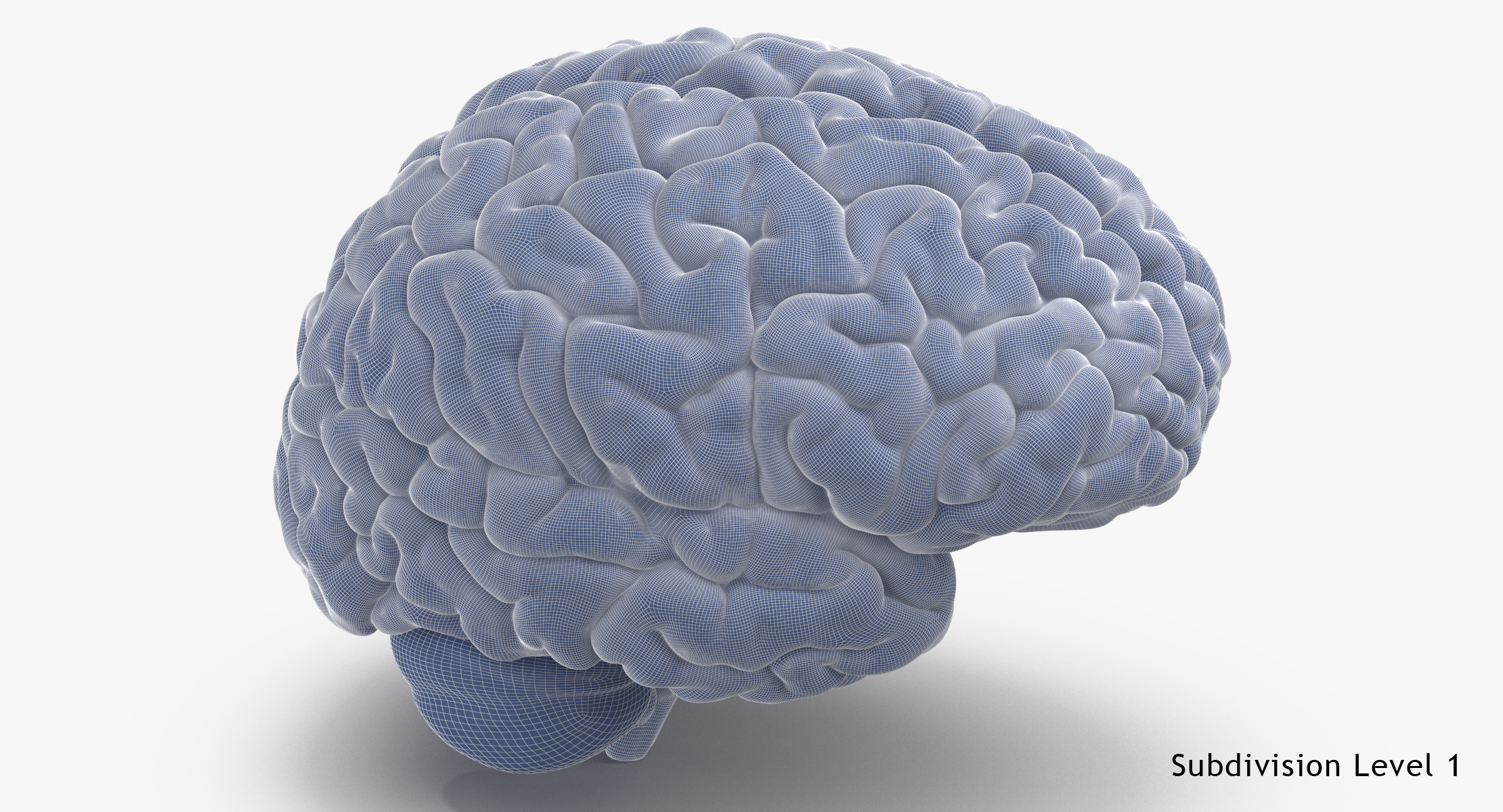 3D model human brain - TurboSquid 1339425