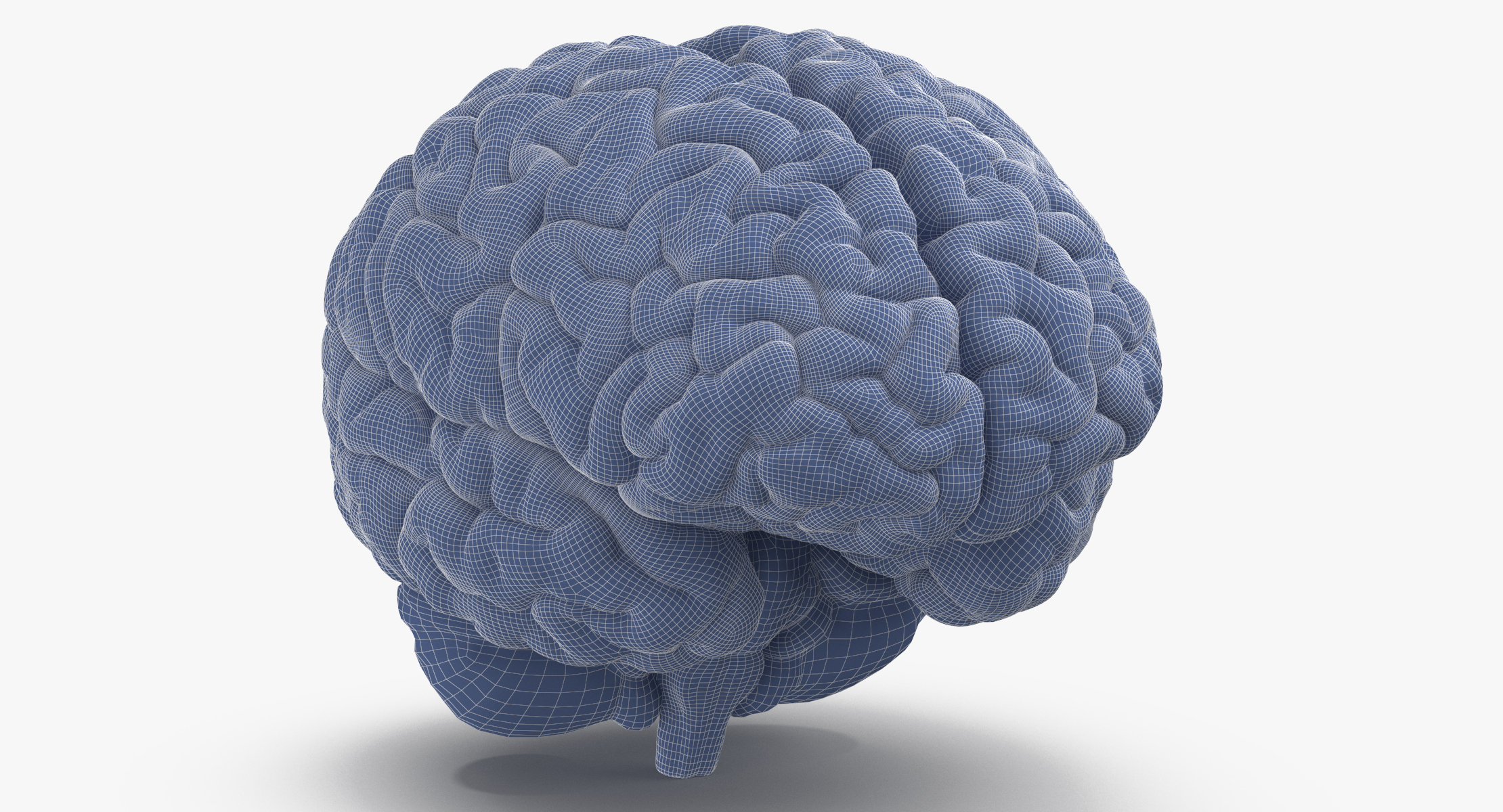 3D model human brain - TurboSquid 1339425