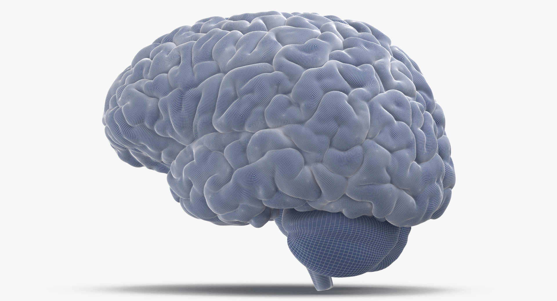 3D model human brain - TurboSquid 1339425