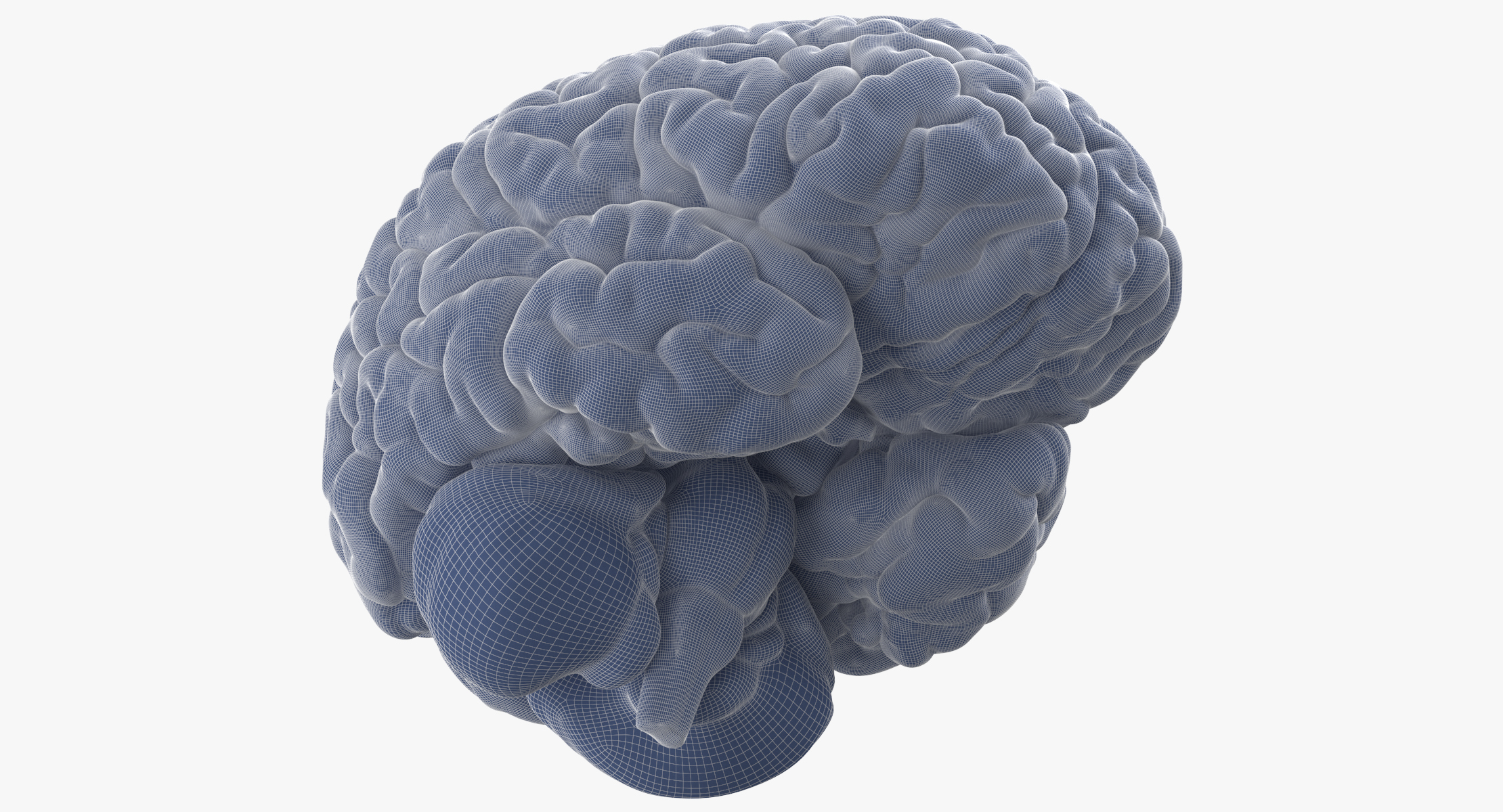 3D model human brain - TurboSquid 1339425